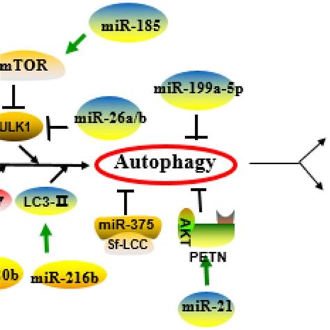Role Of Micrornas Mirnas In The Regulation Of Autophagy Related Drug
