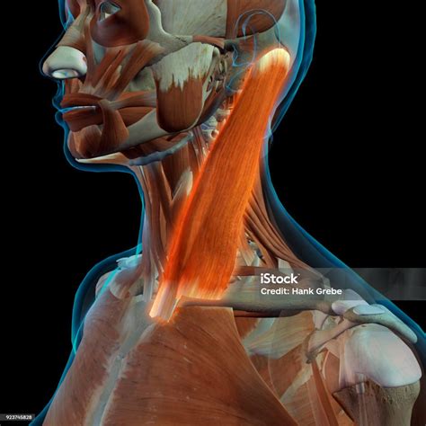 Músculo Del Cuello Esternocleidomastoideo Femenino Foto De Stock Y Más