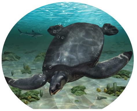 Fossil Of Giant Sea Turtle Discovered In Europe Courthouse News Service