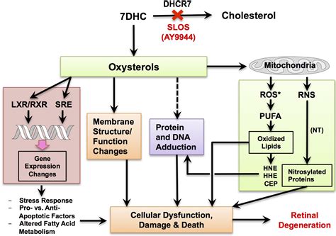 Libins Review With Prof Fliesler Was Published In Molecules Xu Lab