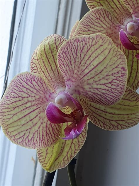My Orchid Is Finally Blooming Rhouseplants