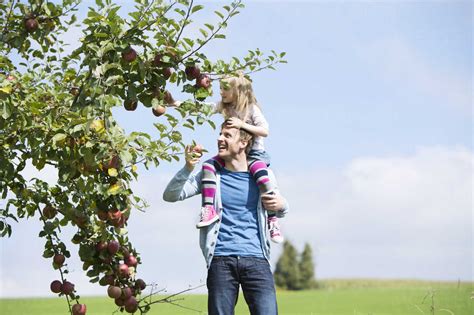 Kleines Mädchen Pflückt Einen Apfel Vom Baum Mädchen Sitzt Auf Den
