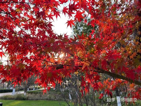 【实习】北京大成律师事务所（北京） 知乎