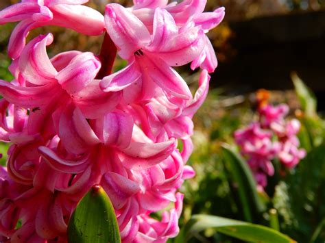 長野県山形村地域おこし協力隊 春咲き乱れ☀️💐🌷🌹🌺 たくさんの華が咲き始めました