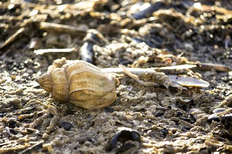 Coast Shell Seashell Free Photo On Pixabay Pixabay