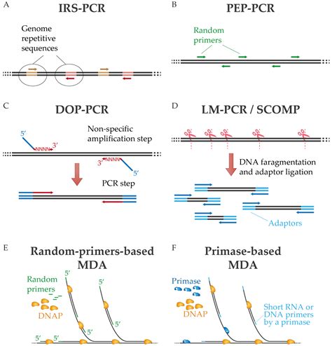 Ijms Free Full Text Dna Polymerases For Whole Genome Amplification
