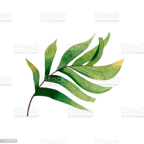 수채화 된 손은 흰색 배경에 고립 된 열대 잎을 그렸습니다 0명에 대한 스톡 벡터 아트 및 기타 이미지 0명 거친 다중 색상 Istock