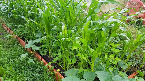 How To Grow Corn In Raised Beds A Complete Guide