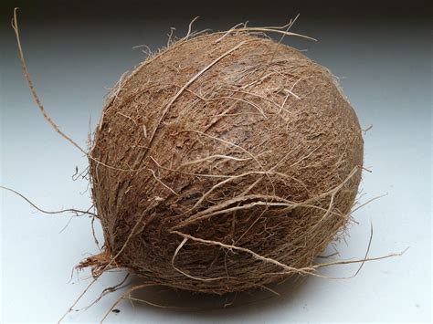 900 Free Coconut Tree And Coconut Photos Pixabay
