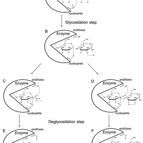 1 General Structure Of Mannans And Heteromannans A Mannan Structure