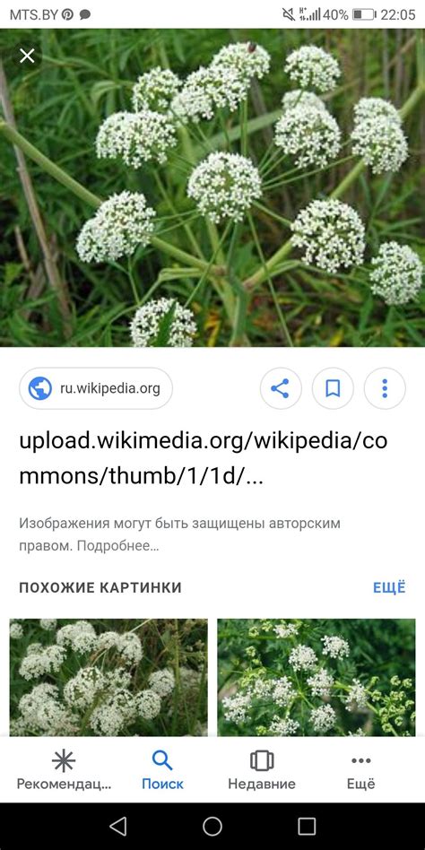 вех ядовитый