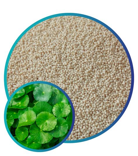 Encapsulated Centella Asiatica Extract Beads Manufacturer Customization