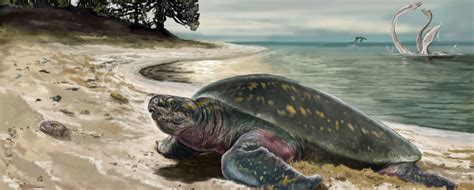 Worlds Oldest Sea Turtle Was 6 Feet Long Fossil Reveals Discovery