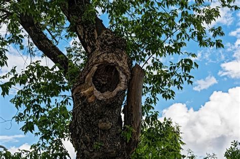 Premium Photo Hollow In The Trunk Of A Tree