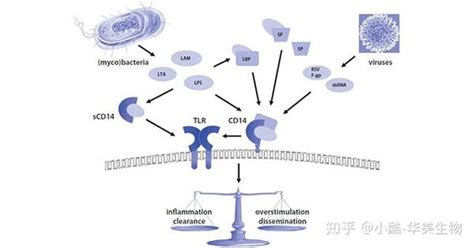 CD14细菌脂多糖的膜受体 知乎