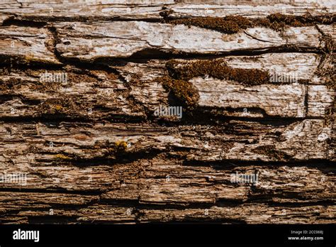 Close Up Texture Of Tree Bark Pattern Of Natural Tree Bark Background Rough Surface Of Trunk