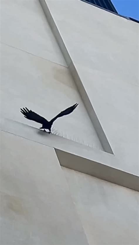 A Crow Removes Bird Repellent Spikes Off Of Building I Think It