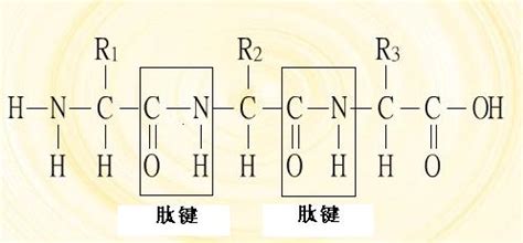 中国科普博览 蛋白质后基因组时代的科学宠儿