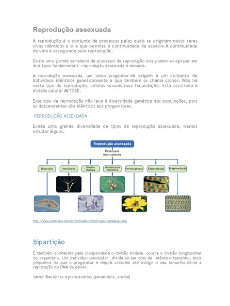Reprodução Assexuada Resumo Pdf Organismos Biologia