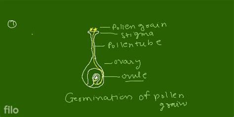 A Draw A Diagram Showing Germination Of Pollen On Stigma Of A Flower An