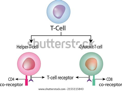 T Cell Helper T Cell Cytotoxic Stock Vector Royalty Free 2155115843
