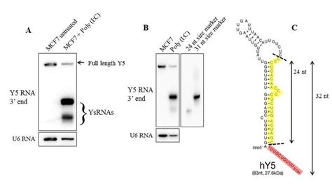 4 Y5 Rna Fragment Validation 3 End Download Scientific Diagram