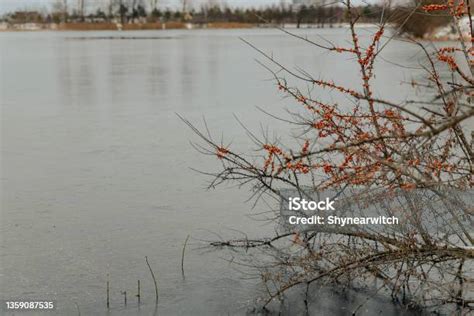 바다 갈매나무 열매는 물과 얼음 배경 겨울에 벌거 벗은 가지에 매달려있다 0명에 대한 스톡 사진 및 기타 이미지 0명 가을