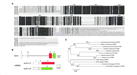 Alignment A Exon Intron Structure B And Phylogenetic Analysis Download Scientific