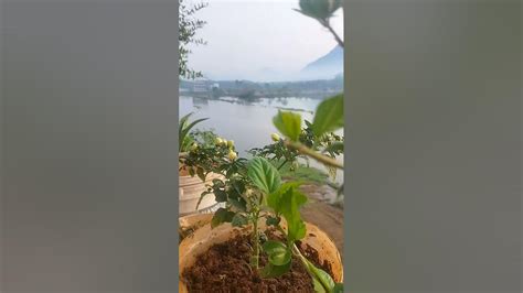 Early Morning My Home Garden Youtube