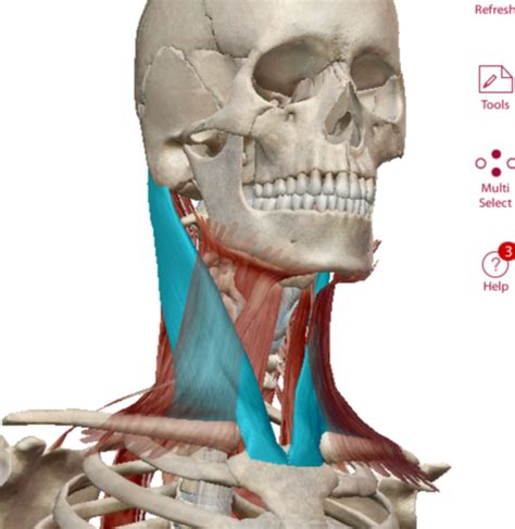 Biol 221 Head And Neck Muscles Quiz Flashcards Quizlet