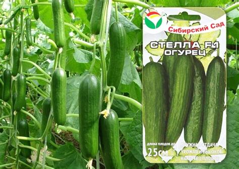 Топ-6 самых вкусных сортов огурцов