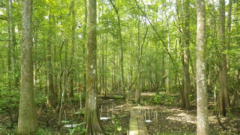 Maurepas Swamp Installed Boardwalk With Rset Rod And Accretion Plots