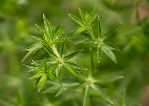How To Prune Your Herbs Mudbrick Herb Cottage