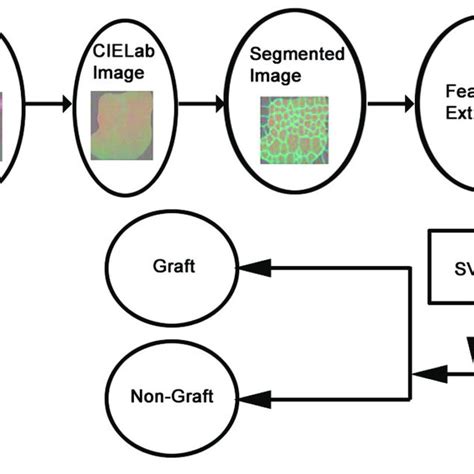 Figure1the Proposed Burn Classification Model Download Scientific