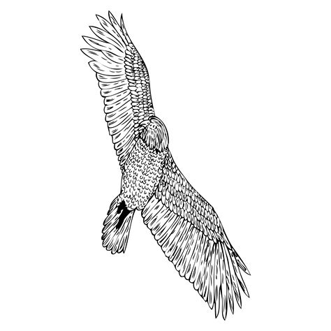 Free Hand Drawn Eagle Vector Image