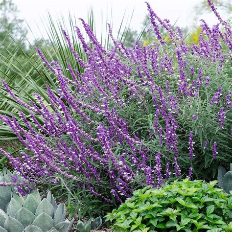 Salvia Leucantha White Flower Farm