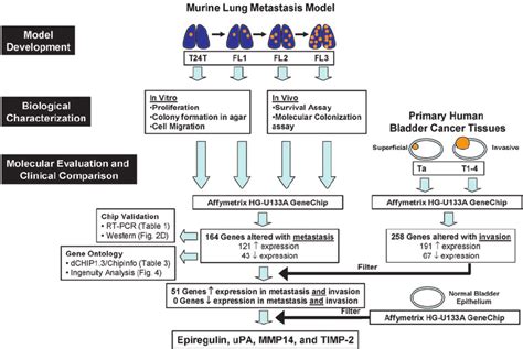 Flow Chart Of Experimental Strategy And Design In An Iterative Manner Download Scientific
