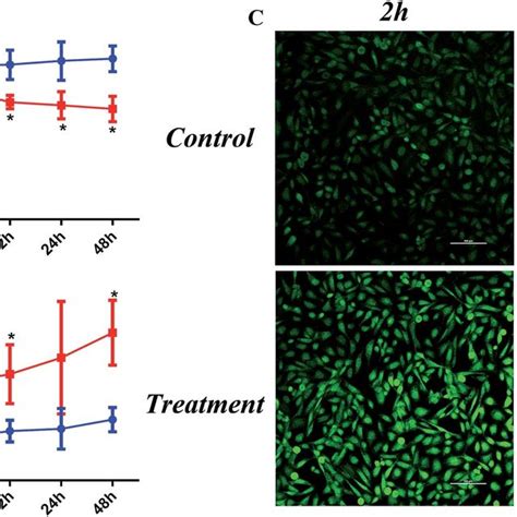 Myoglobin Activated Oxidative Stress And Induced ROS Accumulation