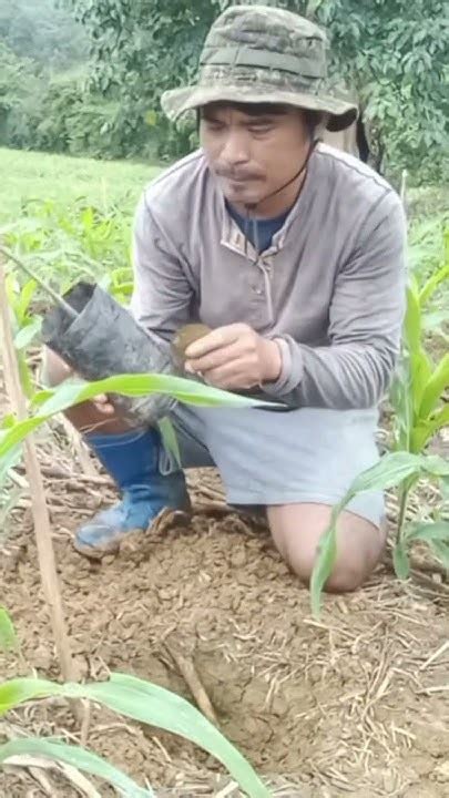 Marasap Ang Rambutan Shortvideo Wow Youtube