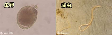猫蛔虫病的发病机制、症状、原因和治疗方法 知乎