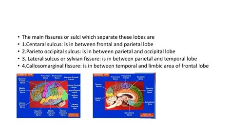 Cerebrum Motor And Sensory Cortex Basal Ganglia Pptx