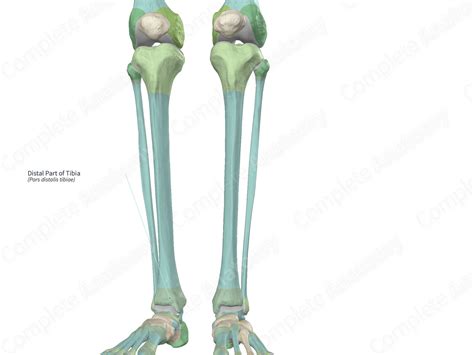 Distal Part Of Tibia Complete Anatomy