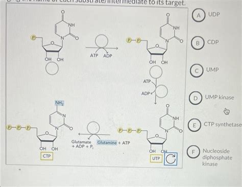 Solved Ctpsynthetase A Udp Cdp Ctp Synthetase Ump Kinase Solved Ctpsynthetase A Udp Cdp Ctp Synthetase Ump Kinase