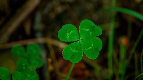 Wallpaper Four Leaf Clover Plants Nature Macro Blur Hd Picture Image