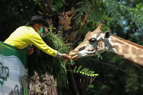 Kebun Binatang Surabaya Destinasi Wisata Favorit Bagi Keluarga