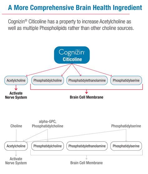 Cognizin® Citicoline The Brain Choline Thaimedfood