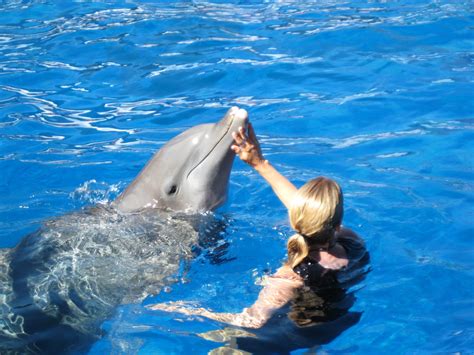Swimming With Dolphins Near West Palm Beach 800 667 5524