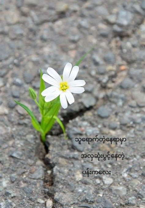 ပန်းလေးတစ်ပွင့်လို လုပ်ဆောင်နိုင်ပြီလာ Sarphat