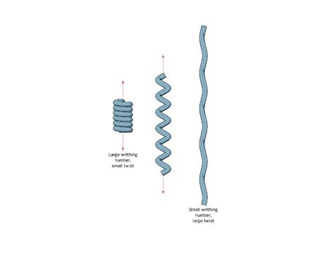 Supercoiling