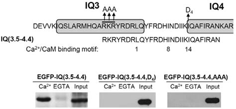 Elucidation Of A Novel Ca Download Scientific Diagram